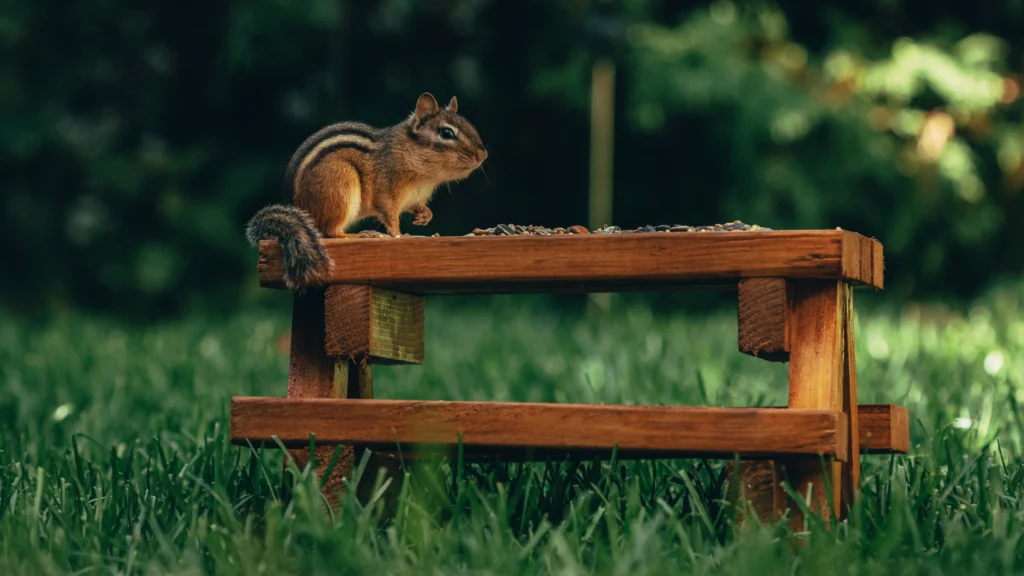 Squirrel Food Recipe: Nutritious Meals for Wildlife - Samppy: Food ...